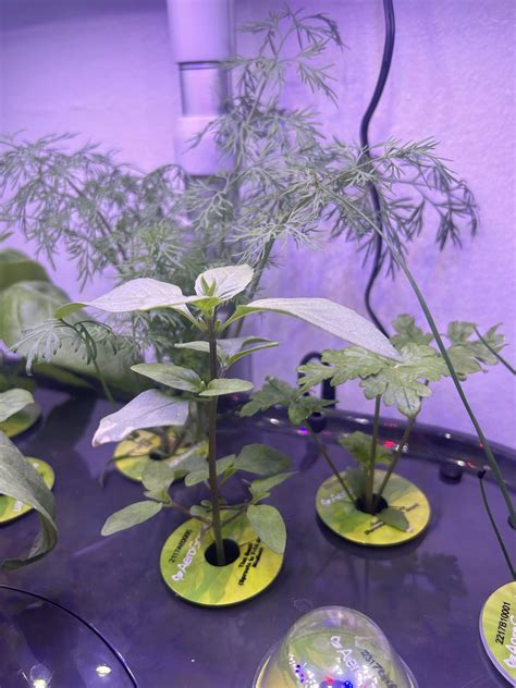 Pruning Thai Basil Raerogarden