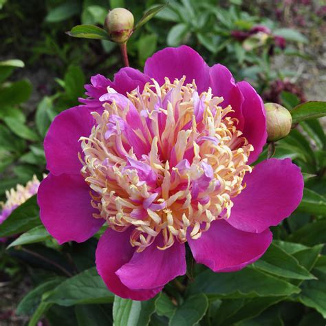 Peony Tom Eckhardt Claire Austin