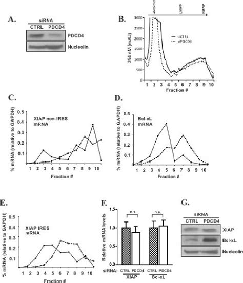Polysome Profiling Identifies Pdcd4 As Selective Inhibitor Of Xiap And Download Scientific