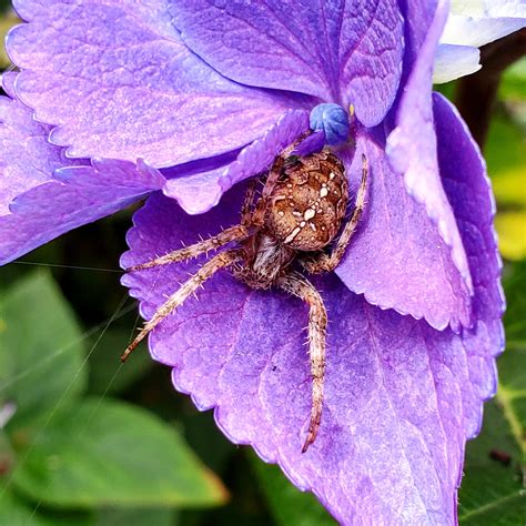 Oh Are We Doing Orb Weavers Now Rpics