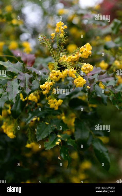 Mahonia X Wagneriyellow Flowersmahonia Flowersflowering Mahonia
