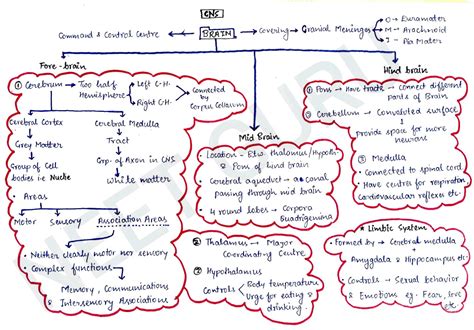 SOLUTION Chap 21 Neural Control And Coordination Mind Map Studypool