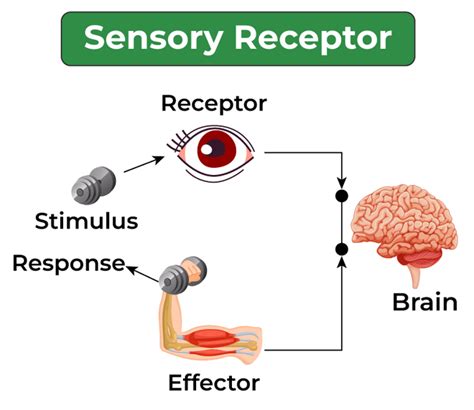 Sensory Cells Function Sensory Receptors Definition Mdef