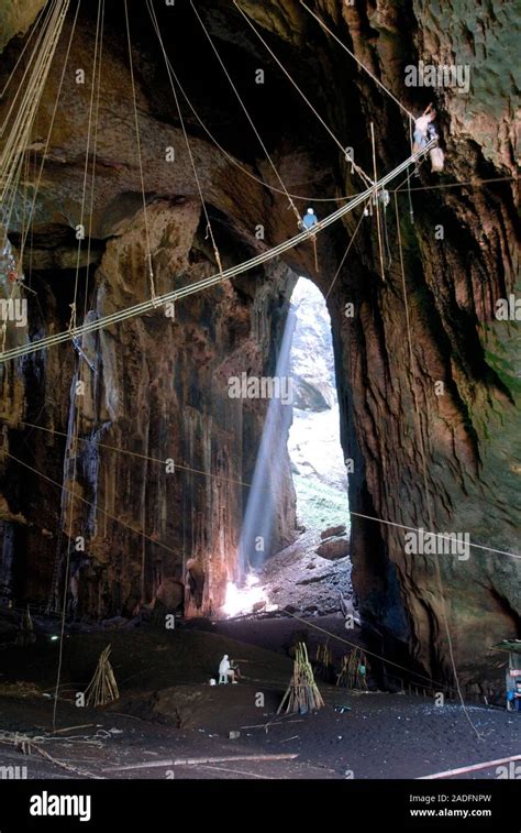 Gomantong Caves Malaysia People On An Aerial Walkway Collecting Swiftlet Nests From The Walls
