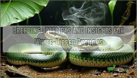 White Lipped Python Complete Care Guide And Species Profile