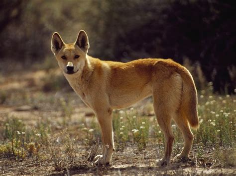 Dingo Dogs