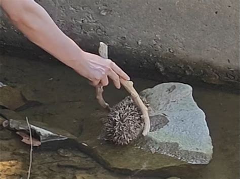 小刺猬你的强来辣 圆形陈大富 圆形陈大富 哔哩哔哩视频