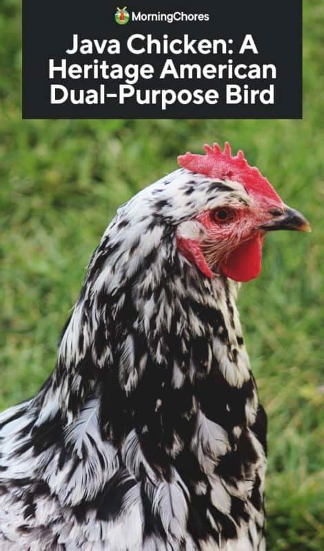 Java Chicken A Heritage American Dual Purpose Bird