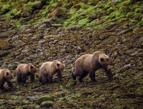 Experience S And Fun Things To Do Visit Prince Rupert