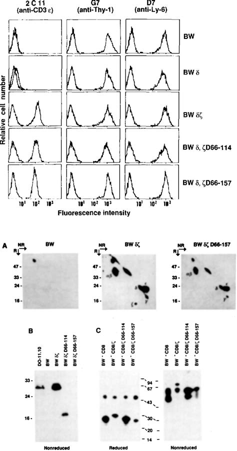 Figure 3 From The T Cell Receptor Cd3 Complex Is Composed Of At Least Two Autonomous