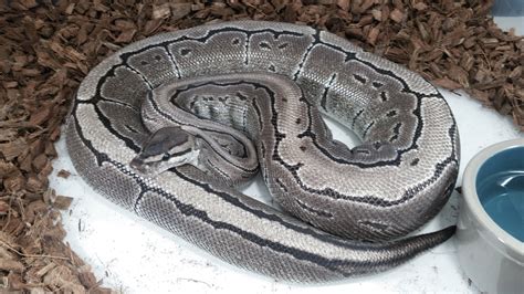 Vpi Axanthic Pinstripe Ball Python By Jandks Vpi Axanthics Morphmarket