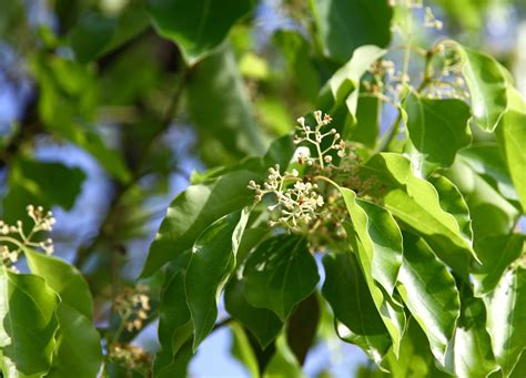 Camphor Tree Cinnamomum Camphora Manufactum