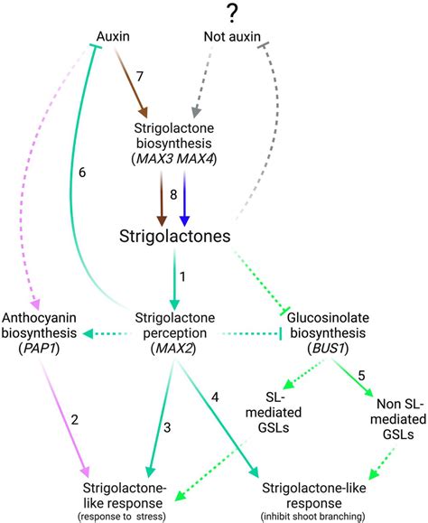 Of Strigolactone Sl Signaling Model Of Sl Regulation Of Secondary Download Scientific