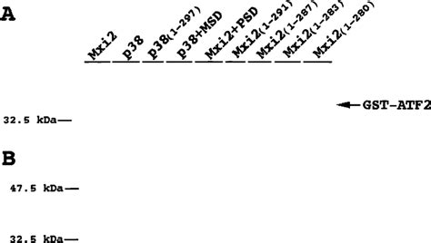 Regulation Of Different P38 Mxi2 Hybrid Polypeptides A Hek 293 Cells
