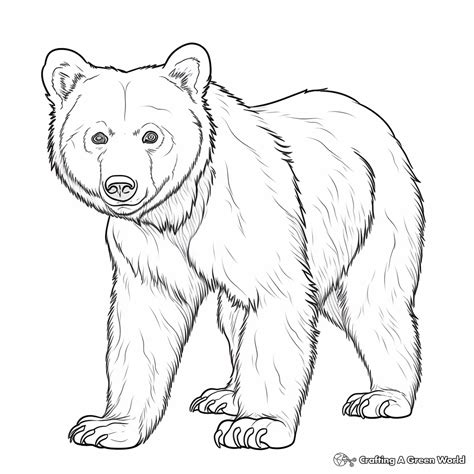 Bear Cub Coloring Pages Free And Printable