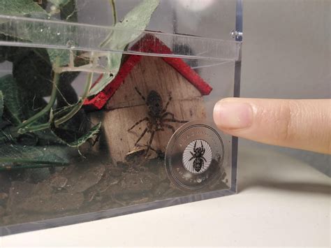 Portugal I Found This Spider In My Bathroom Bro Looked So Cool I Decided To Keep It In My