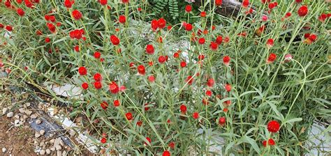 Garden Nature Summer Spring Green 사진 이미지 일러스트 캘리그라피 Photoman작가