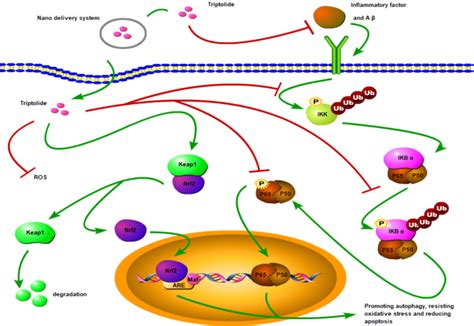 Triptolide Activates The Nrf2 Signal Pathway And Inhibits The Nf Kb