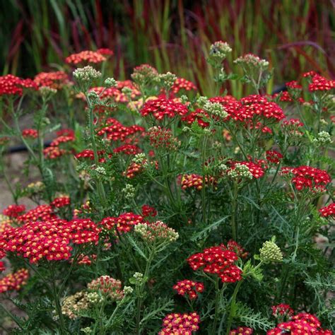 Тысячелистник обыкновенный Паприка: купить в Москве саженцы Achillea ...