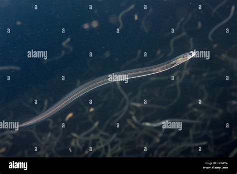 Glass Eels Ns At Dorla Walker Blog