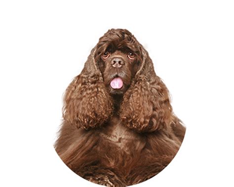 Cairn Terriër Pup Kopen Bazoeki