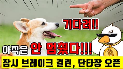 잠시 멈춘 하락비트시황 Youtube