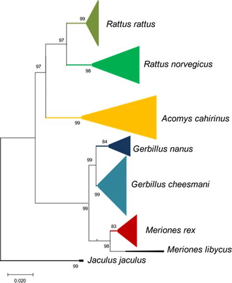 maximum likelihood phylogenetic tree of rodent species based on