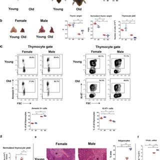 Qualitative And Quantitative Sex Differences In DA Rat Thymic Download Scientific Diagram