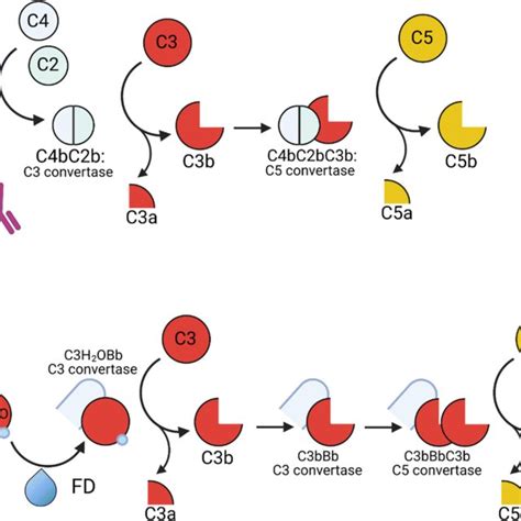 Pathways Of Complement Activation A The Classical And Lectin Pathways Download Scientific