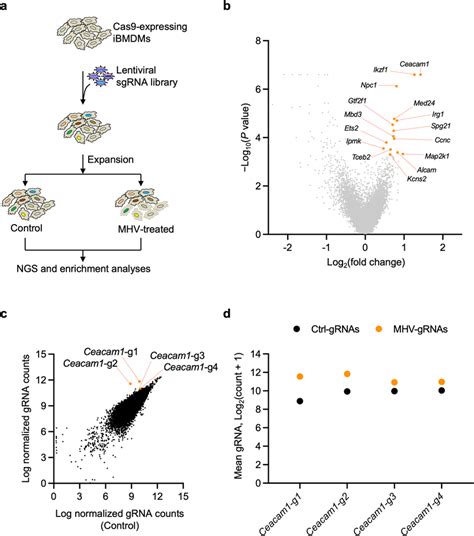 Crispr Screen Identifies Host Factors Required For β Cov Induced Cell