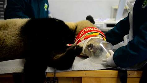 野培大熊猫长大啦八喜映雪同时放归自然 知乎