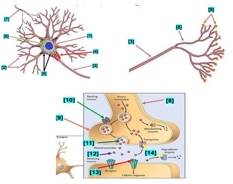 Anatomy Exam 3 Diagram Quizlet