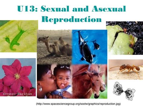 Asexual And Sexual Reproduction Powerpoint Ppt