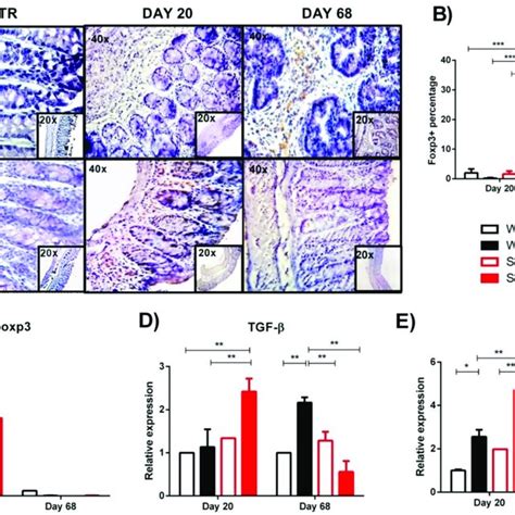 A More Pronounced Expression Of The Foxp3 Protein And Mrna In The Colon Download Scientific