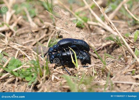 Beetle Having Sex Stock Image Image Of Soldier Green 111869327