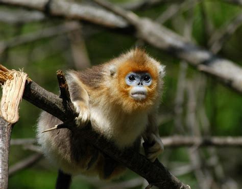Adw Rhinopithecus Roxellana Pictures
