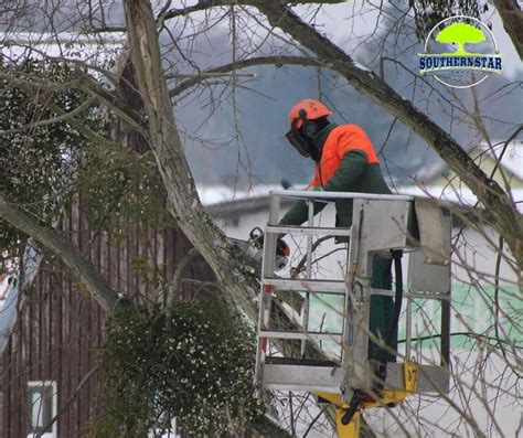 6 Tips For Protecting Trees During Winter News Anyway