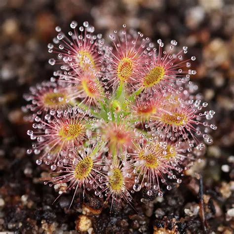 Sundews Drosera Carnivorous Plants Curious Plant Sundew Plant