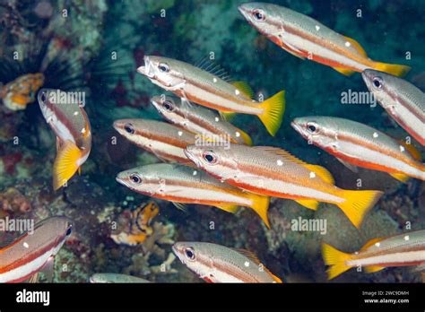 Malaysia Sabah Mabul Two Spot Snapper Or Two Spot Banded Snapper