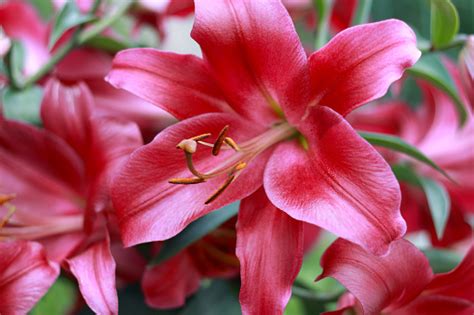 녹색 잎 배경에 아름 다운 분홍색 백합 꽃입니다 정원에 있는 릴리움 롱기플로룸 꽃 피는 분홍색 열대 꽃 백합입니다 봄 정원에서 아름 다운 꽃입니다 핑크 스타 게이저 릴리