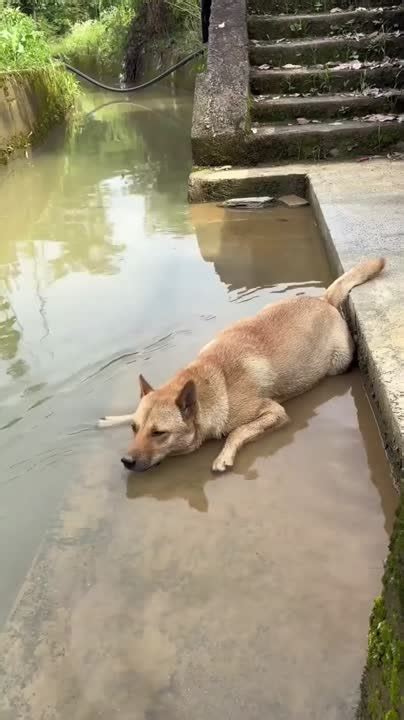 Meghraj On Linkedin Me When I Dont Get Any Issue 😹