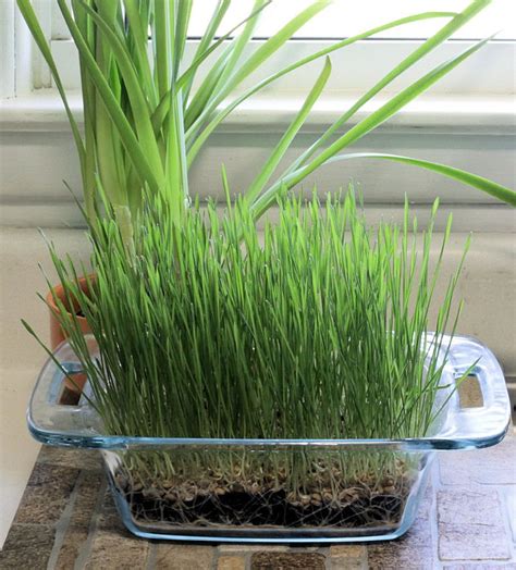 Growing Wheatgrass Seeds How To Grow Wheat Berries At Home
