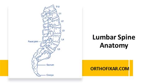 Lumbar Spine Anatomy Structure Function And Clinical Importance