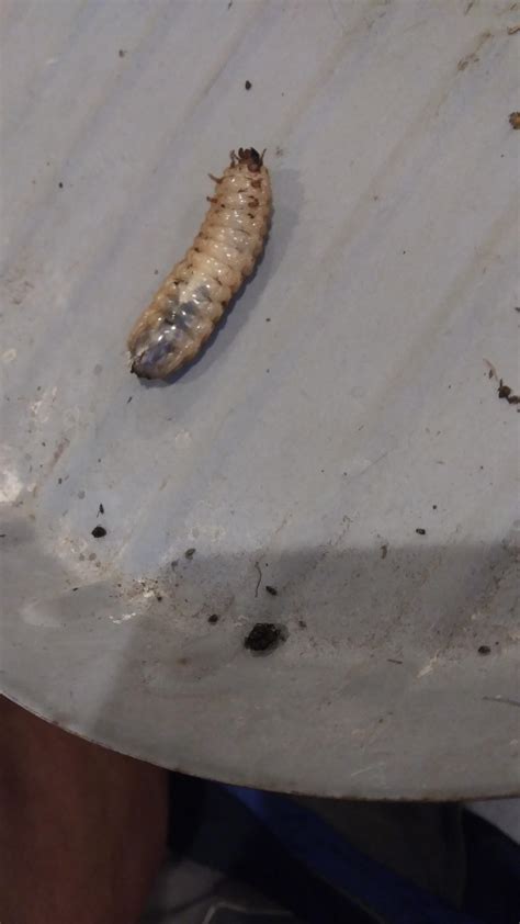 Larva Like 25 Inches California Dots Along Sides And Legs In The Front Black Head Upside