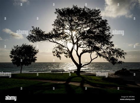 Strong Wind Tree Blowing Hi Res Stock Photography And Images Alamy