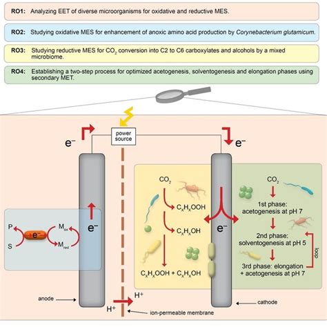 Pdf Microbial Electrosynthesis Anode And Cathode Driven Bioproduction Of Chemicals And Biofuels