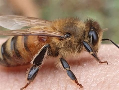 꿀벌군집 조사대상 73 붕괴…보호대책 절실