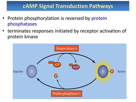 Ppt Cell Signaling Ii Signal Transduction Pathways Powerpoint Presentation Id 4116658