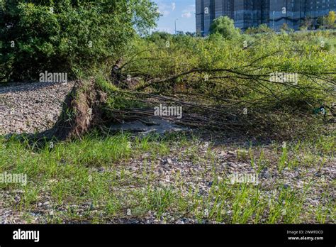 A Fallen Tree Amidst Overgrown Greenery In An Urban Area Affected By