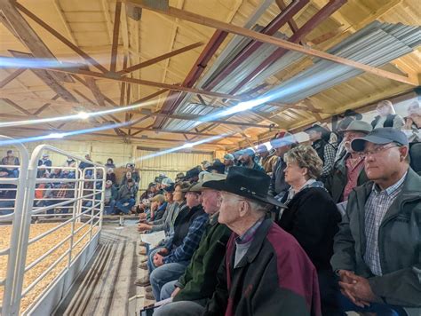 Daigger Orr Angus 36th Annual Production Sale